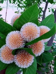 Greenery Nursery Kadam Plant Price in India - Buy Greenery Nursery ...