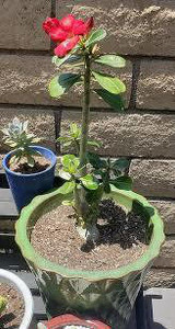 Fulmala Nursery Adenium Plant Price in India - Buy Fulmala Nursery ...