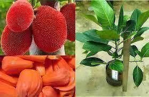 thai lal kathal Jackfruit Plant Price in India - Buy thai lal kathal ...
