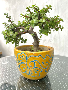 SHANTI PLANTATIONS Jade Plant Price in India - Buy SHANTI PLANTATIONS ...