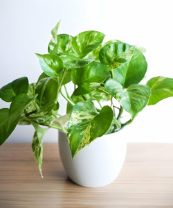LEAF LUXE Pothos Plant Price in India - Buy LEAF LUXE Pothos Plant ...