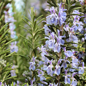 MISHKA ENTERPRISE Rosemary Plant Price in India - Buy MISHKA ENTERPRISE ...