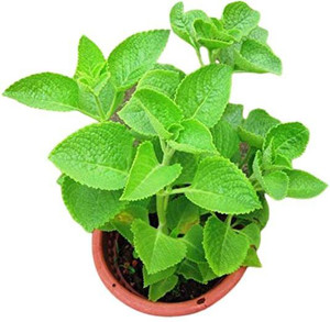 Farmplants Ajwain Plant Price in India - Buy Farmplants Ajwain Plant ...