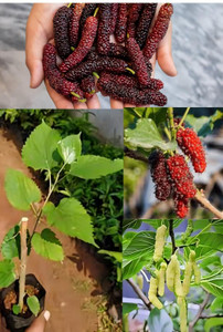 malberi Shahtoot/Mulberry Plant Price in India - Buy malberi Shahtoot ...