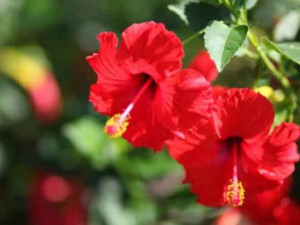 PB honey priya plant Hibiscus Plant Price in India - Buy PB honey priya ...