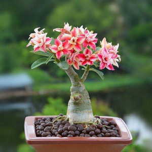 Cloud Farm Adenium Plant Price in India - Buy Cloud Farm Adenium Plant ...