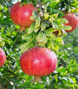 Fulmala Nursery Pomegranate Plant Price in India - Buy Fulmala Nursery ...
