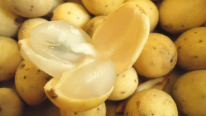 M-Tech Gardens Langsat Price in India - Buy M-Tech Gardens Langsat ...