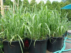 Earth Angels Lemon Grass Plant Price in India - Buy Earth Angels Lemon ...