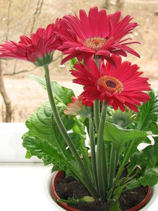 GERBERA Gerbera Plant Price in India - Buy GERBERA Gerbera Plant online ...