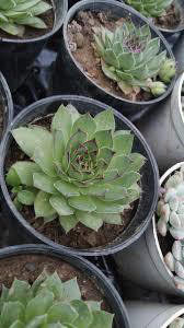 greenplanthub Laxmi Kamal Plant Price in India - Buy greenplanthub ...