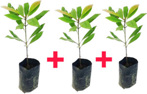 sspykrts Clove Plant Price in India - Buy sspykrts Clove Plant online ...