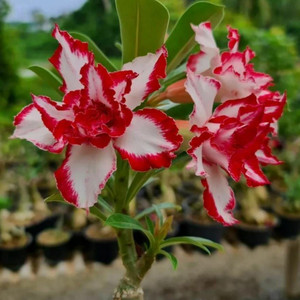 The Green Tree MART Adenium Plant Price in India - Buy The Green Tree ...