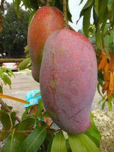 Earth Angels Mango Plant Price in India - Buy Earth Angels Mango Plant ...