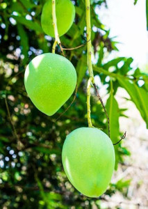 Krishna Mango baramasi Mango Plant Price in India - Buy Krishna Mango ...