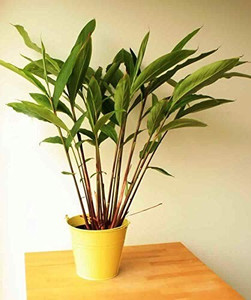 Cloud Farm Elaichi/Cardamom Plant Price in India - Buy Cloud Farm ...