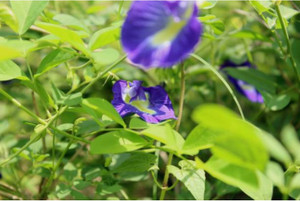 Cloud Farm Aparajita/ Butterfly Pea Plant Price in India - Buy Cloud ...
