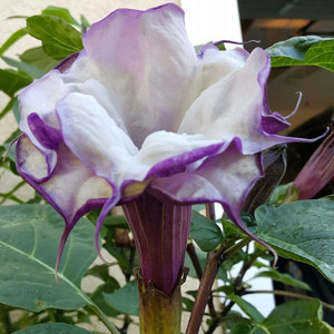 CYBEXIS High Yield Lycoris Radiata Seeds for Garden400 Seeds Seed Price ...