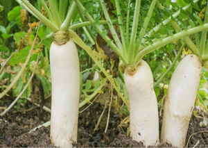 Avysa Rare White Radish (Mooli) Vegetable (मूली के बीज) Seed Price in ...