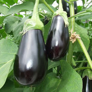 naturehils Brinjal Seed, BR-300 Organic Muktakeshi Brinjal , Black ...