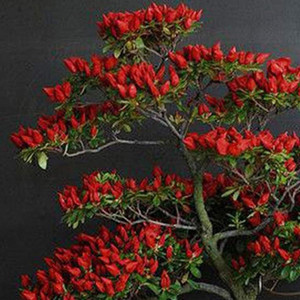 CYBEXIS Pepper Red Trinidad Moruga Scorpion Chilli Seeds1200 Seeds Seed ...