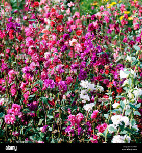 Nodoc Clarkia elegans double mix Seed Price in India - Buy Nodoc ...