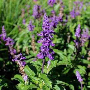 VibeX KGF -54 - Sage Sapphire Blue Salvia farinacea - (450 Seeds) Seed ...