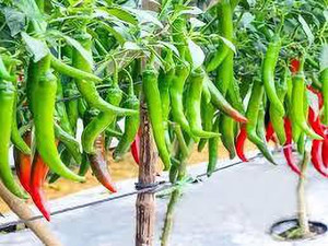 greenfarm Chilli seed Mirchi seed pure organic (160 pcs) green c85 Seed ...