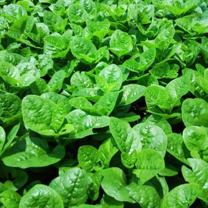 Arshiayat Malabar Spinach, Poi Saag, Pui Saag, Vine Spinach, Ceylon ...