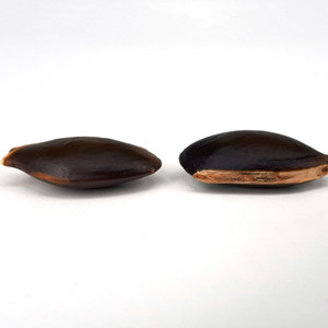 PMA Chalisa Chikoo, Sapota, Sapodilla, Naseberry Seed, Sobeda Hybird ...