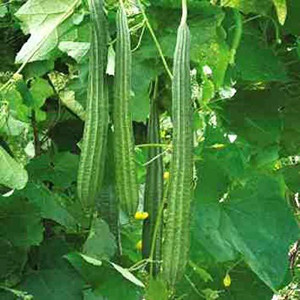 KANAYA Dhari Tori F1 Hybrid Vegetable Seed Price in India - Buy KANAYA ...