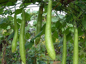 VibeX KGF -3 - Calabash Long Bottle Gourd - (900 Seeds) Seed Price in ...