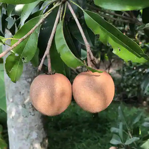 PMA Chalisa Chikoo, Sapota, Sapodilla, Naseberry Seed, Sobeda Hybird ...