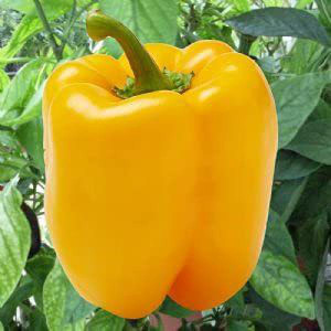 JRYU Shimla Mirch F1 Hybrid Vegetable Seed Price in India - Buy JRYU ...