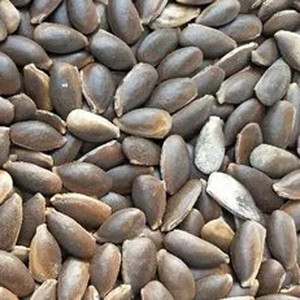 naturehils Chalisa Chikoo, Sapota, Sapodilla, Naseberry Seed, Sobeda ...