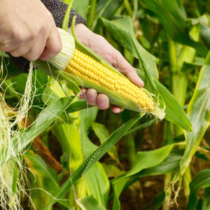 VibeX ® XLR-81 Golden Jubilee Yellow Sweet Corn Seeds Seed Price in ...