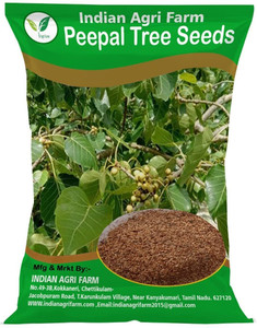IAgriFarm Peepal Tree Seed/Ficus Religiosa/Arasamaram Tree/Sacred Tree ...