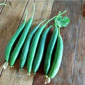 VibeX ® XLR-96 SPONGE GOURD TORAI SEEDS Seed Price in India - Buy VibeX ...