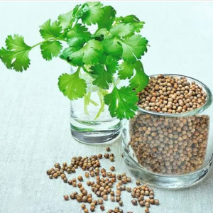 DHANIYA 1 Desi dhaniya Malti cutting seeds dark green leaf Seed Price ...