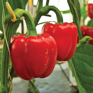 the green dotcom Bell Pepper Capsicum Red Hybrid/capsicum seed 25 Seed ...