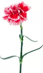 Aro Carnation Seed Price in India - Buy Aro Carnation Seed online at ...