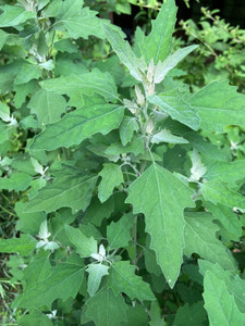 ITTUMM Chenopodium BATHUA Seed Price in India - Buy ITTUMM Chenopodium ...