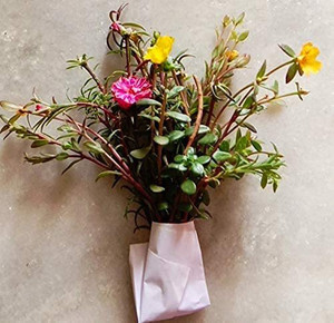 ACCELCROP Kulfa, Kulpha, Khurfa, Purslane, Portulaca Oleracea Plant ...