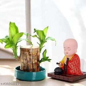 Moistii Brazilian lucky wood, Brazilian luckywood plant seeds ...