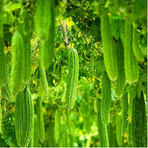 VibeX ® LXI-307 High Growth Bitter Gourd (Karela) Seeds Seed Price in ...