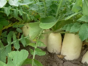 MAA Radish, Muli Seed Price in India - Buy MAA Radish, Muli Seed online ...