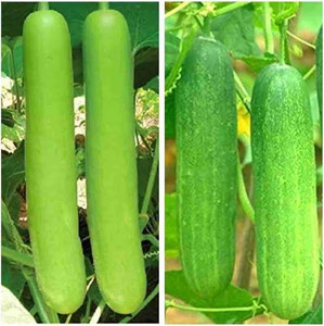 BSARKAR long louki/long bottle gourd or cucumber seed Seed Price in ...