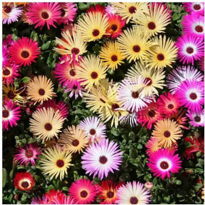 Aro Mesembryanthemum Seed Price in India - Buy Aro Mesembryanthemum ...