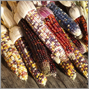 VibeX ® RXI-902 Multi Color Corn (maize) Open Pollinated Seeds Seed ...