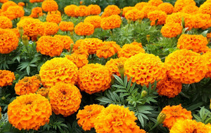VERTISE African Hybrid Marigold (Genda) Seeds Orange Seed Price in ...